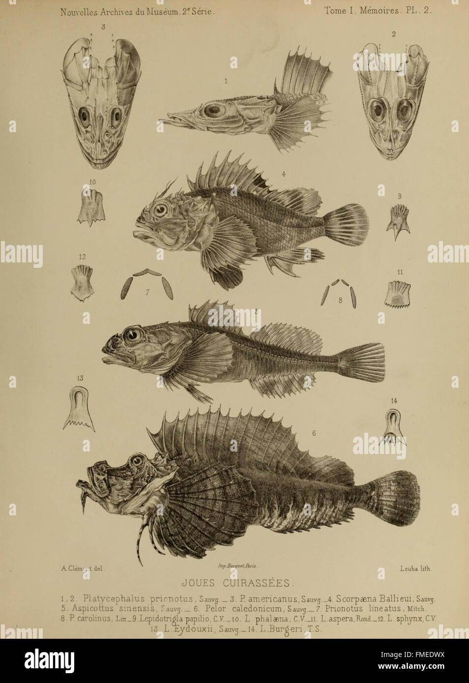 Plate 2 from 'Nouvelles Archives du Muséum d'Histoire Naturelle ...