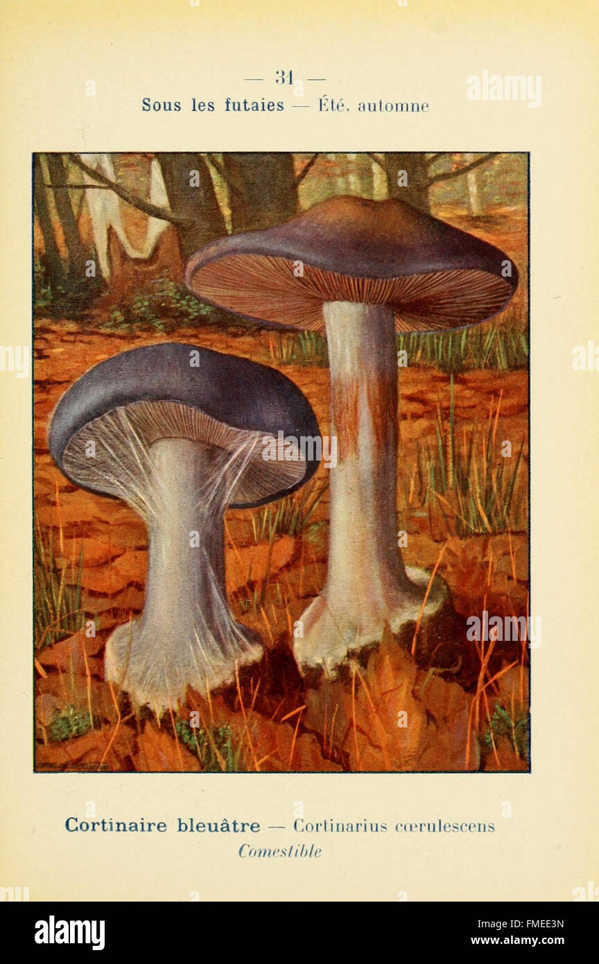 'Nouvel atlas de poche des champignons comestibles et vénéneux' is a ...
