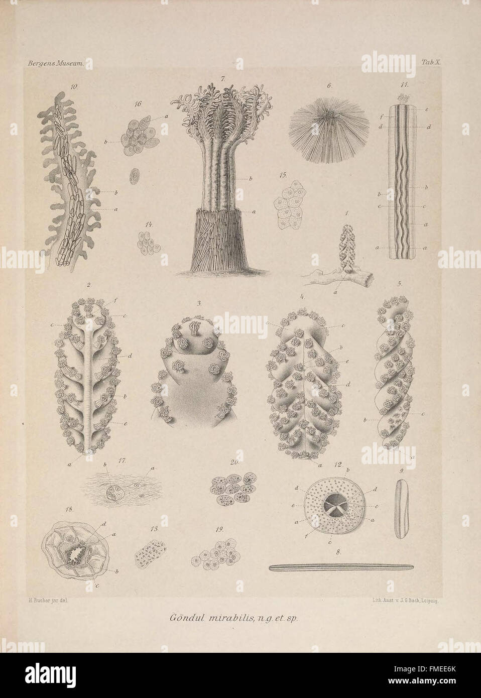 This work provides an in-depth study of new species of Alcyonaria ...