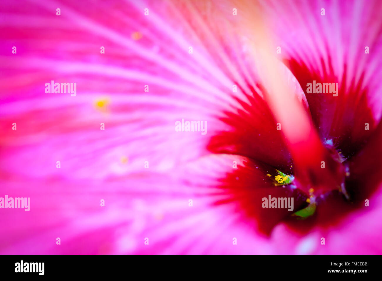 Inside a flower texture hi-res stock photography and images - Alamy