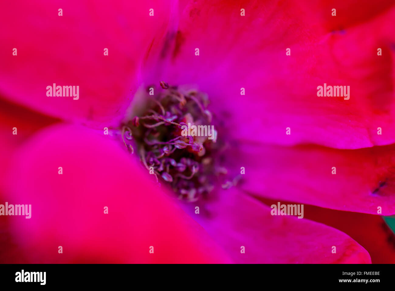 Inside a flower texture hi-res stock photography and images - Alamy