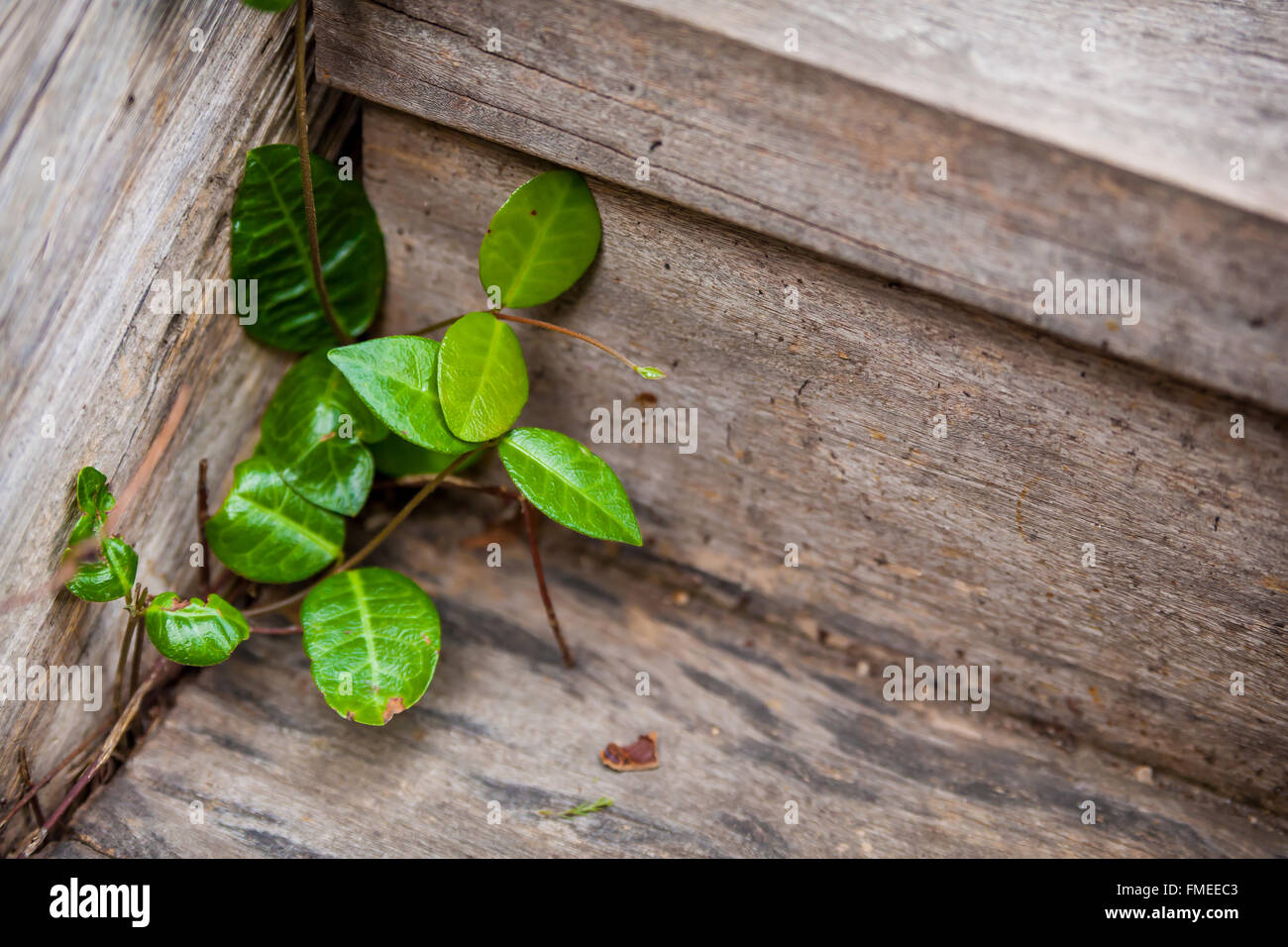 Persistent growth hi-res stock photography and images - Alamy