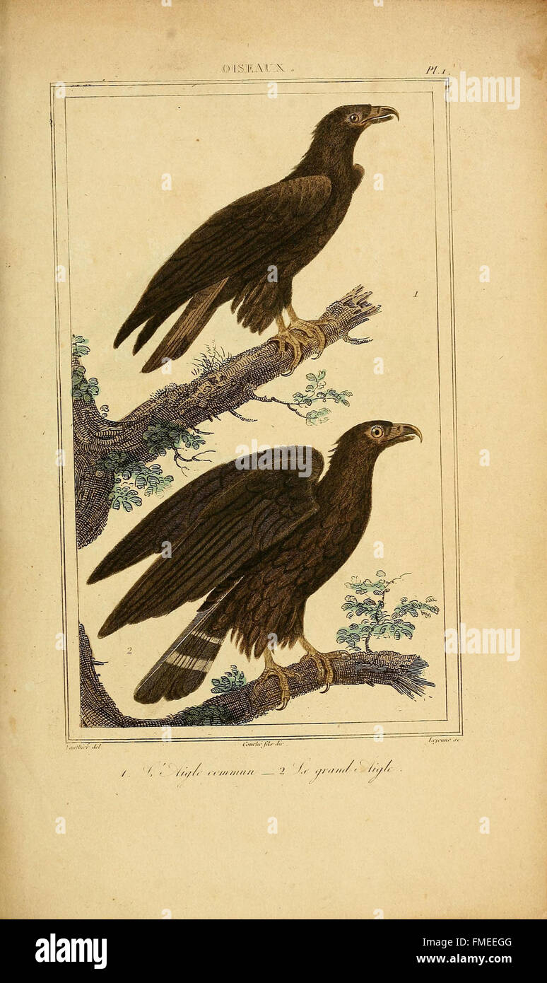 Plate 1 from Buffon's 'Oeuvres Completes' features illustrations from ...