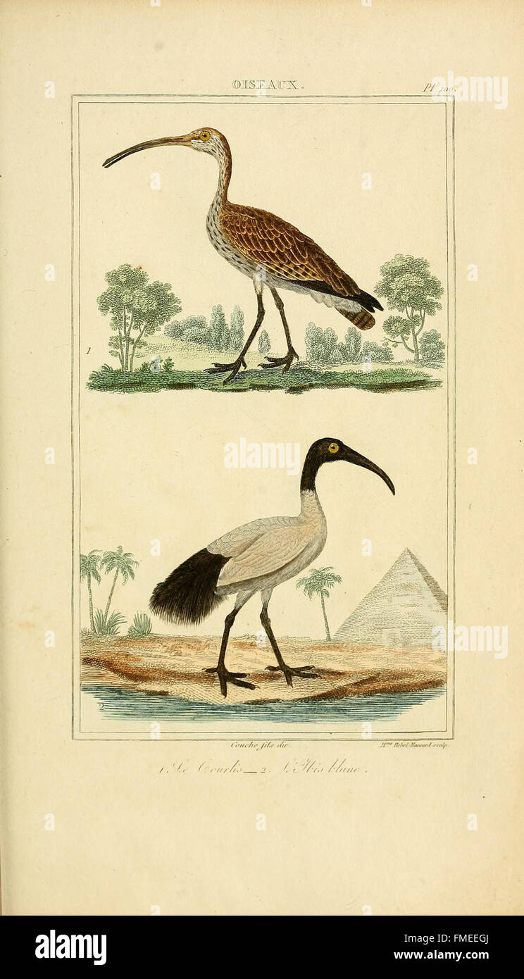 Plate 100 from *Oeuvres Complètes de Buffon* illustrates various ...