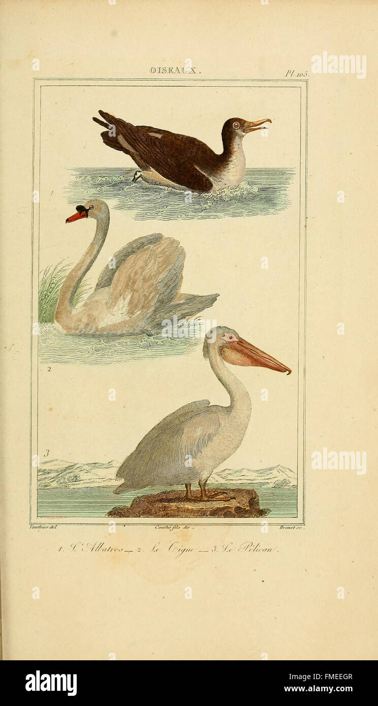 Plate 105 from 'Oeuvres Completes de Buffon' presents detailed ...