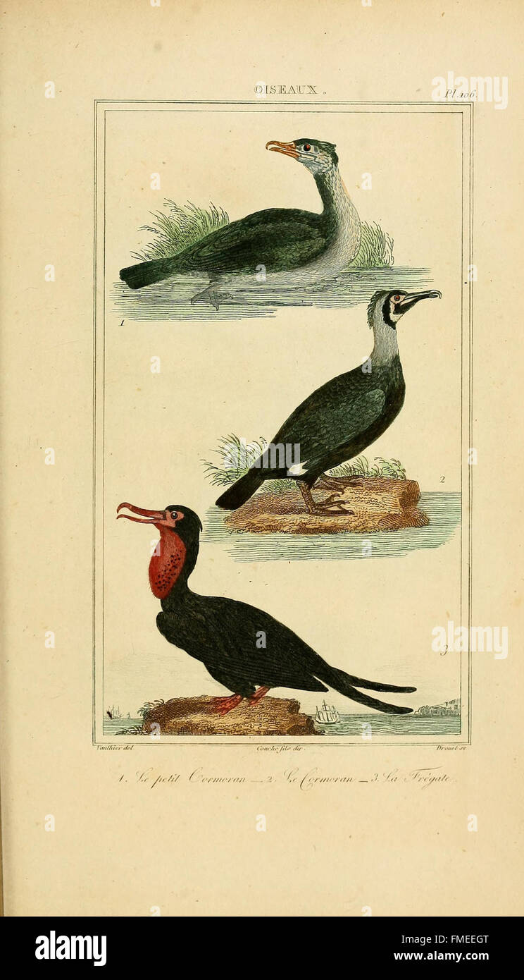 An illustration from Buffon's complete works, Plate 106, featuring a ...