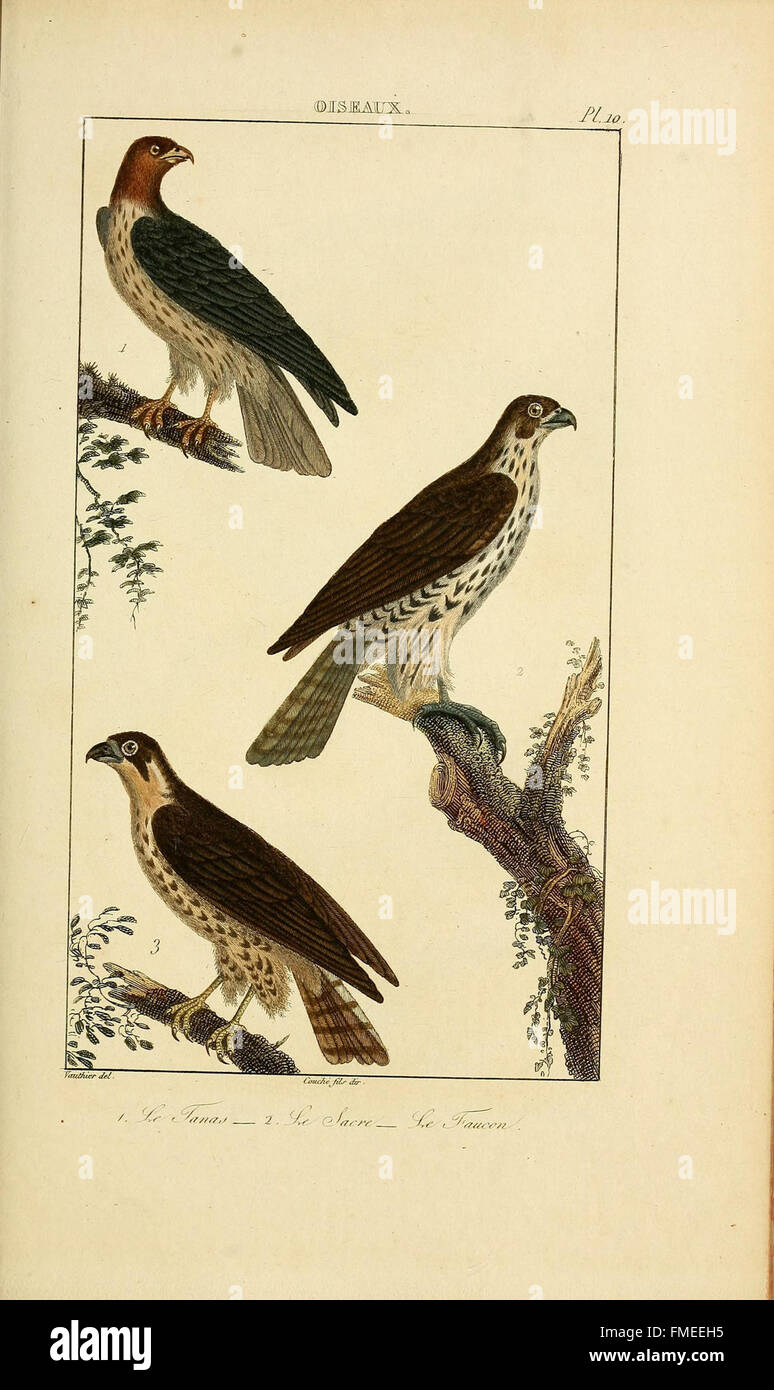 *Oeuvres Completes de Buffon* (Pl. 11) is a collection of works by the ...