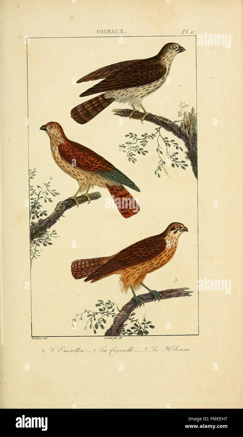 Plate 12 from 'Oeuvres Complètes de Buffon' features illustrations from ...