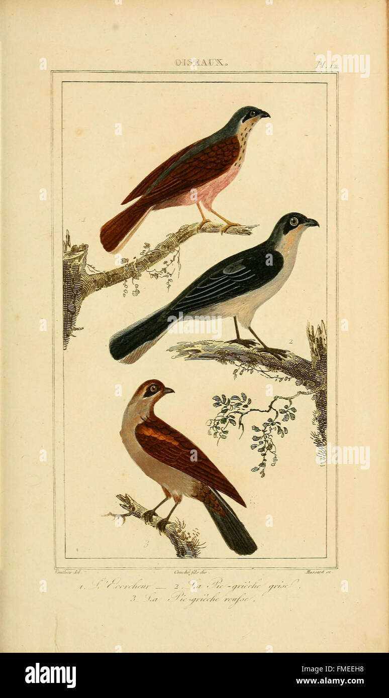 Plate 13 from 'Oeuvres Complètes de Buffon' features illustrations and ...