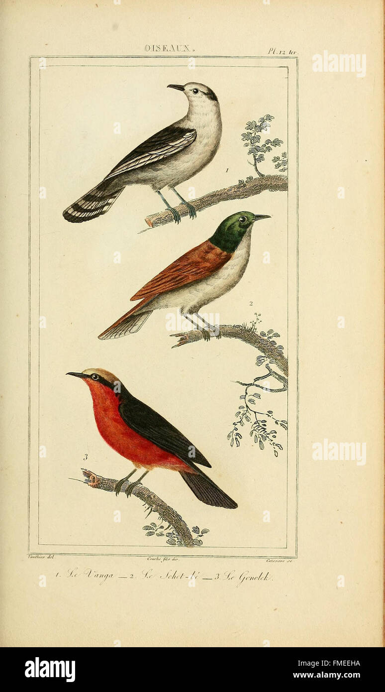 Plate 15 from 'Oeuvres Completes de Buffon' showcases natural history ...