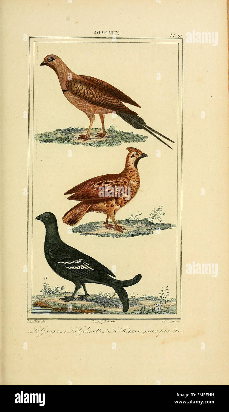 Plate 22 from 'Oeuvres Completes de Buffon' illustrates Buffon's ...