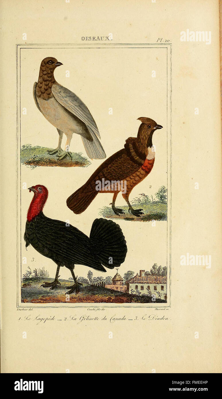 A plate from the 'Oeuvres completes de Buffon,' illustrating animal ...