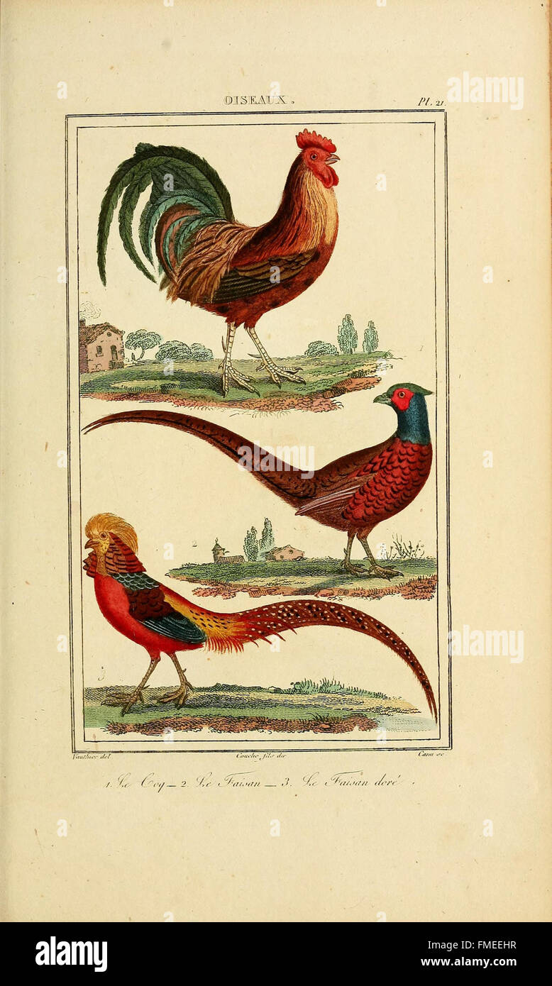 Plate 24 from the 'Oeuvres completes de Buffon' features a range of ...