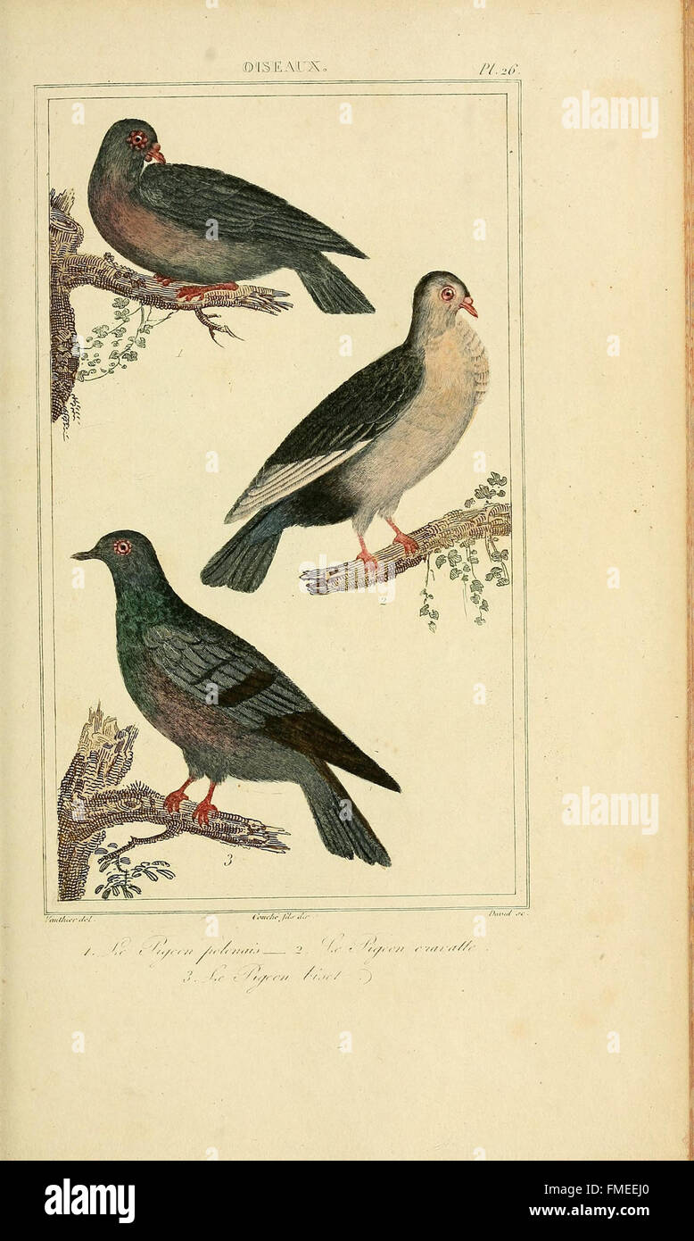 Plate 28 from 'Oeuvres Completes de Buffon' illustrates various species ...