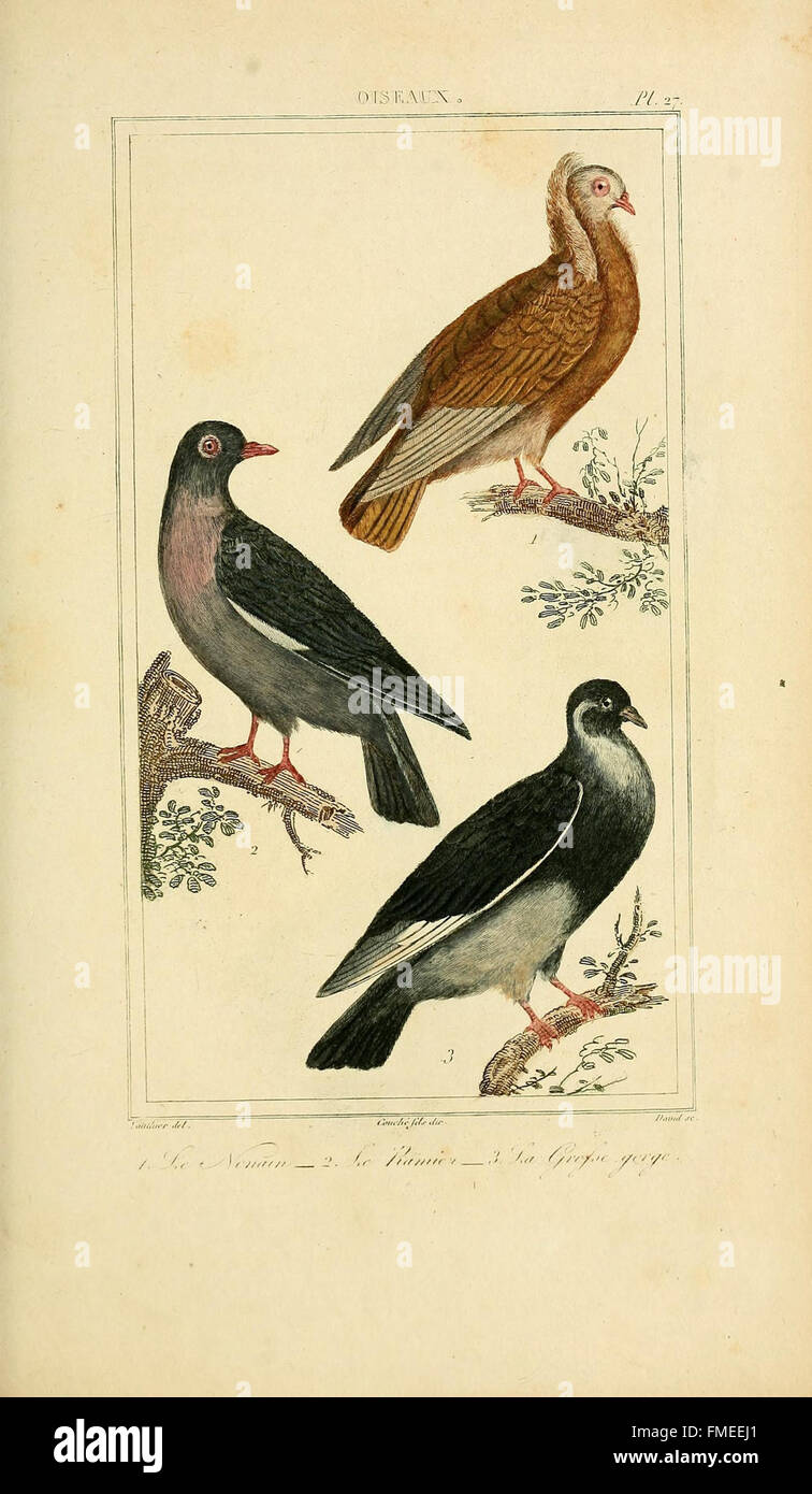 ‘Oeuvres Completes de Buffon’ (Pl. 29) is a detailed collection of ...