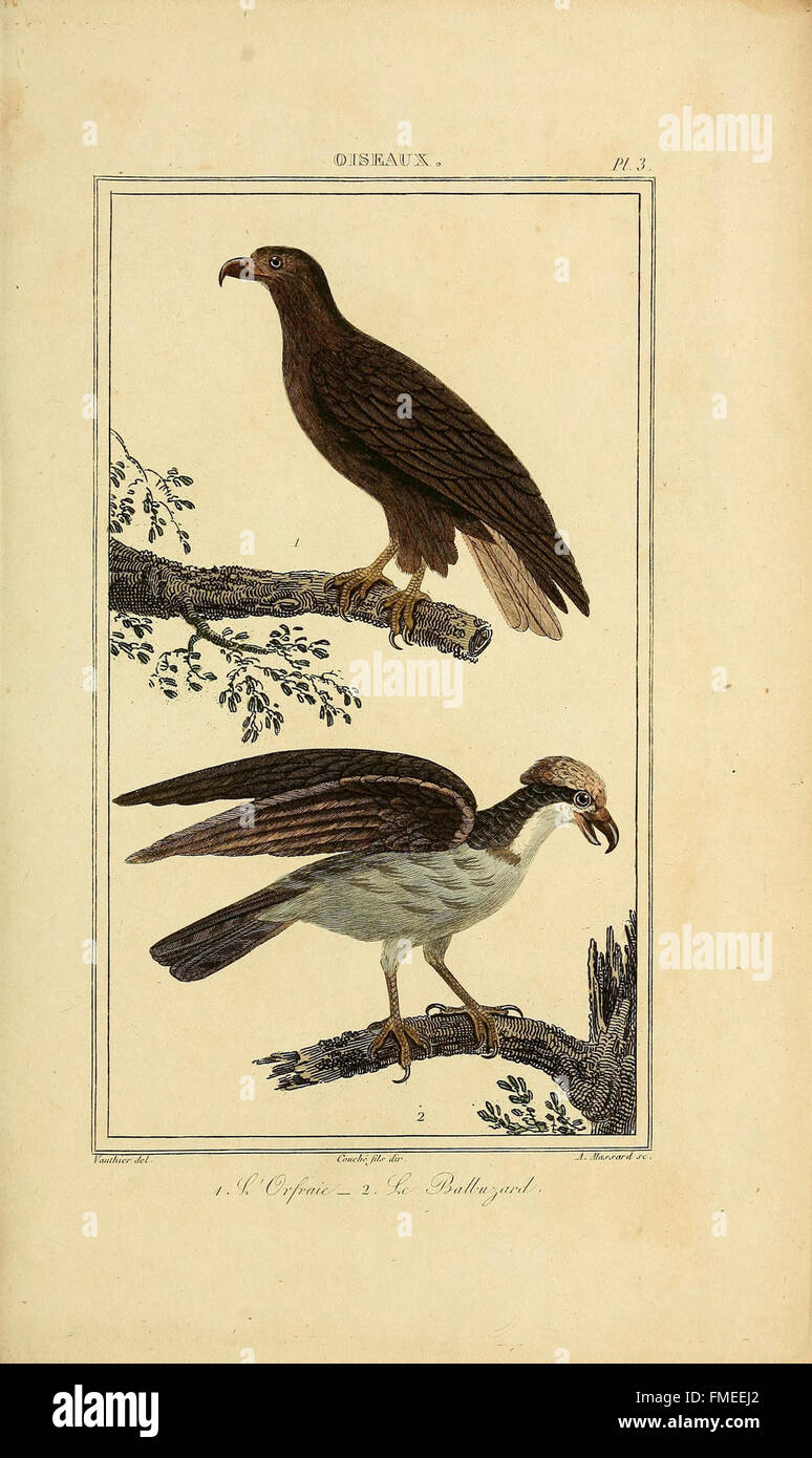 This illustration from 'Oeuvres Completes de Buffon' displays detailed ...