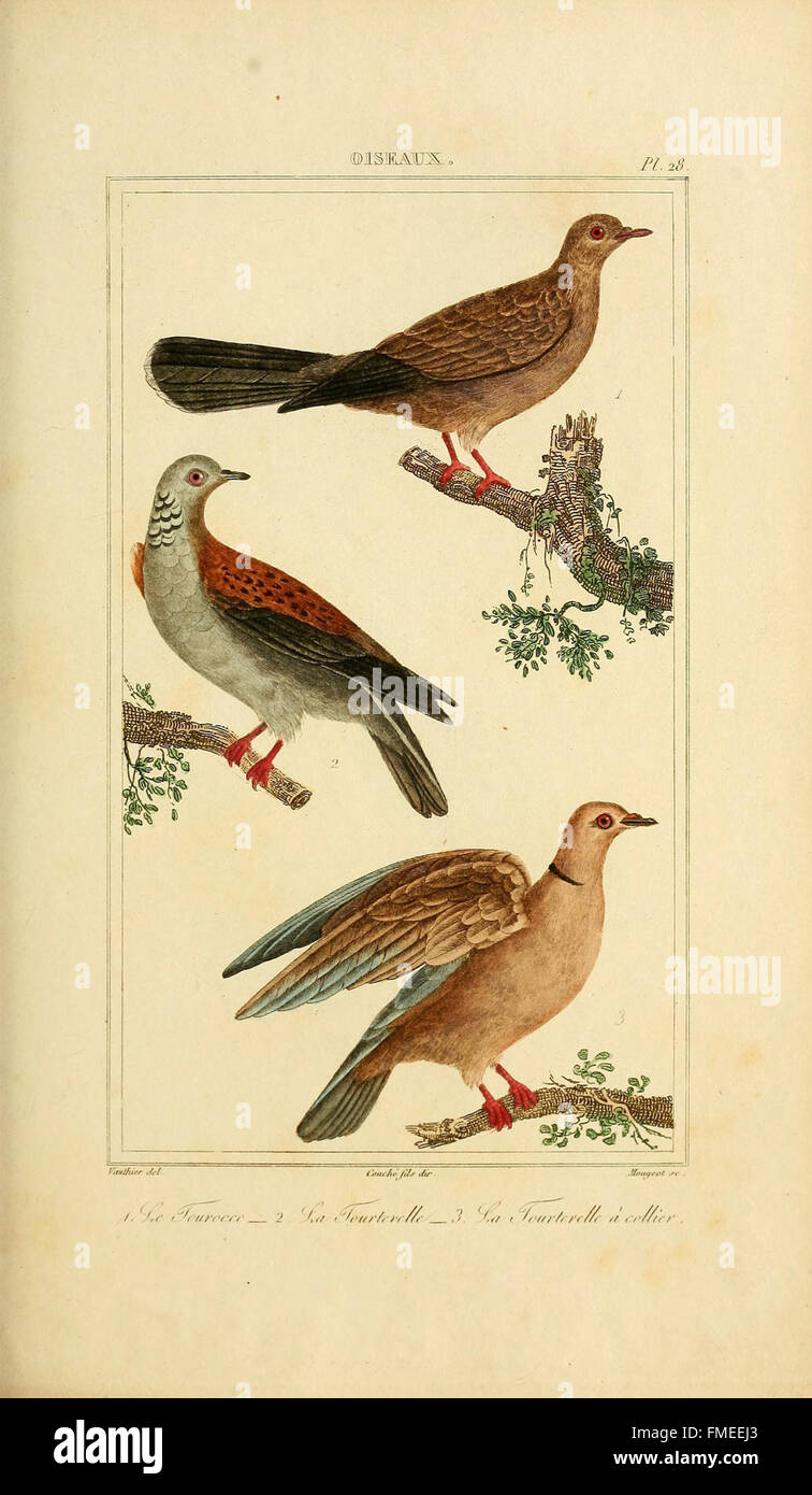 Plate 30 from 'Oeuvres Completes de Buffon' features illustrations from ...