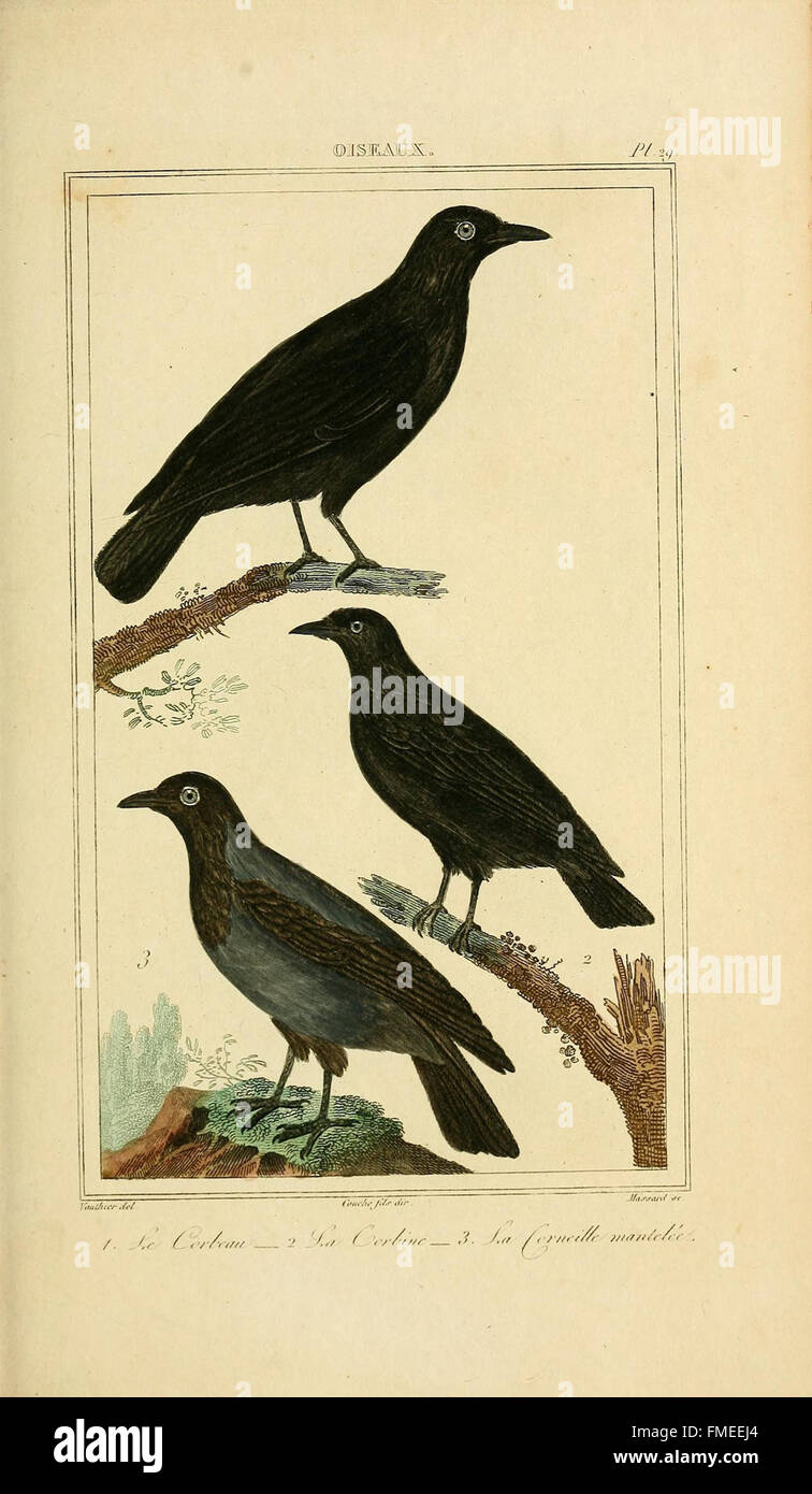 Plate 31 from *Oeuvres Completes de Buffon* illustrates various animal ...