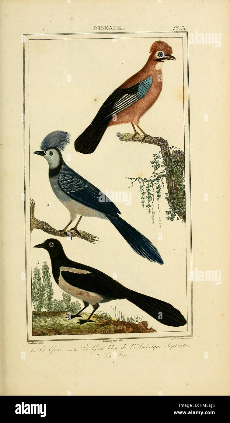 Plate 32 from 'Oeuvres Completes de Buffon' presents a detailed ...