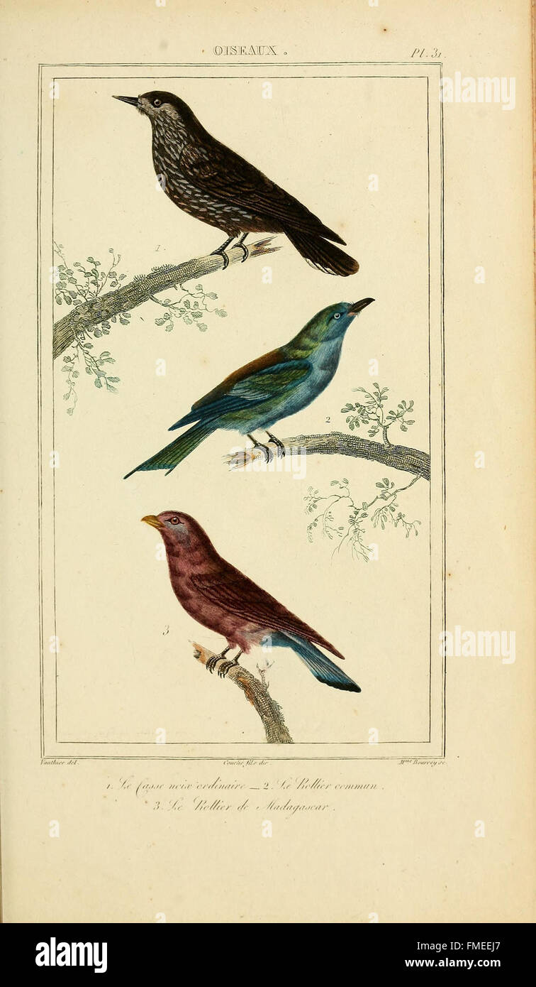 Plate 33 from 'Oeuvres Complètes de Buffon' presents a detailed ...