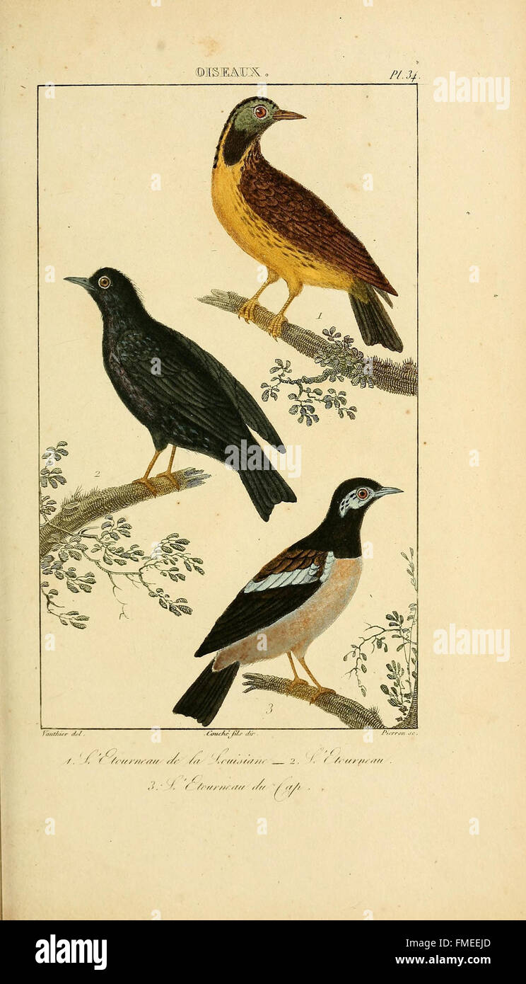 Plate 37 from Buffon's 'Oeuvres Complètes' presents intricate ...