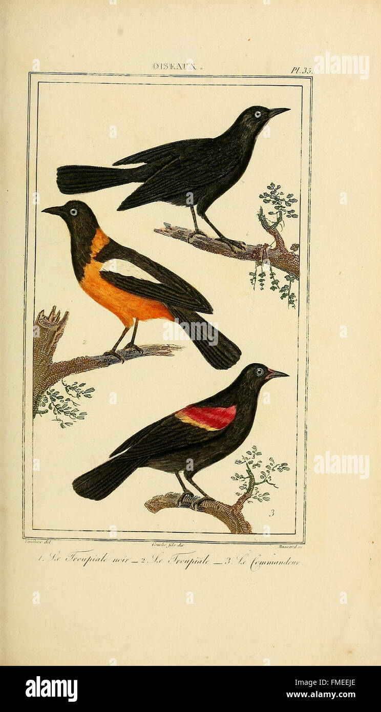 Plate 38 from 'Oeuvres Complètes de Buffon' features detailed ...