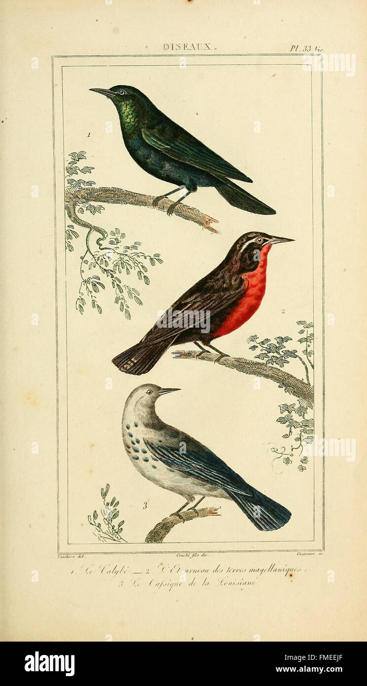Plate 36 from 'Oeuvres Completes de Buffon' showcases the detailed ...