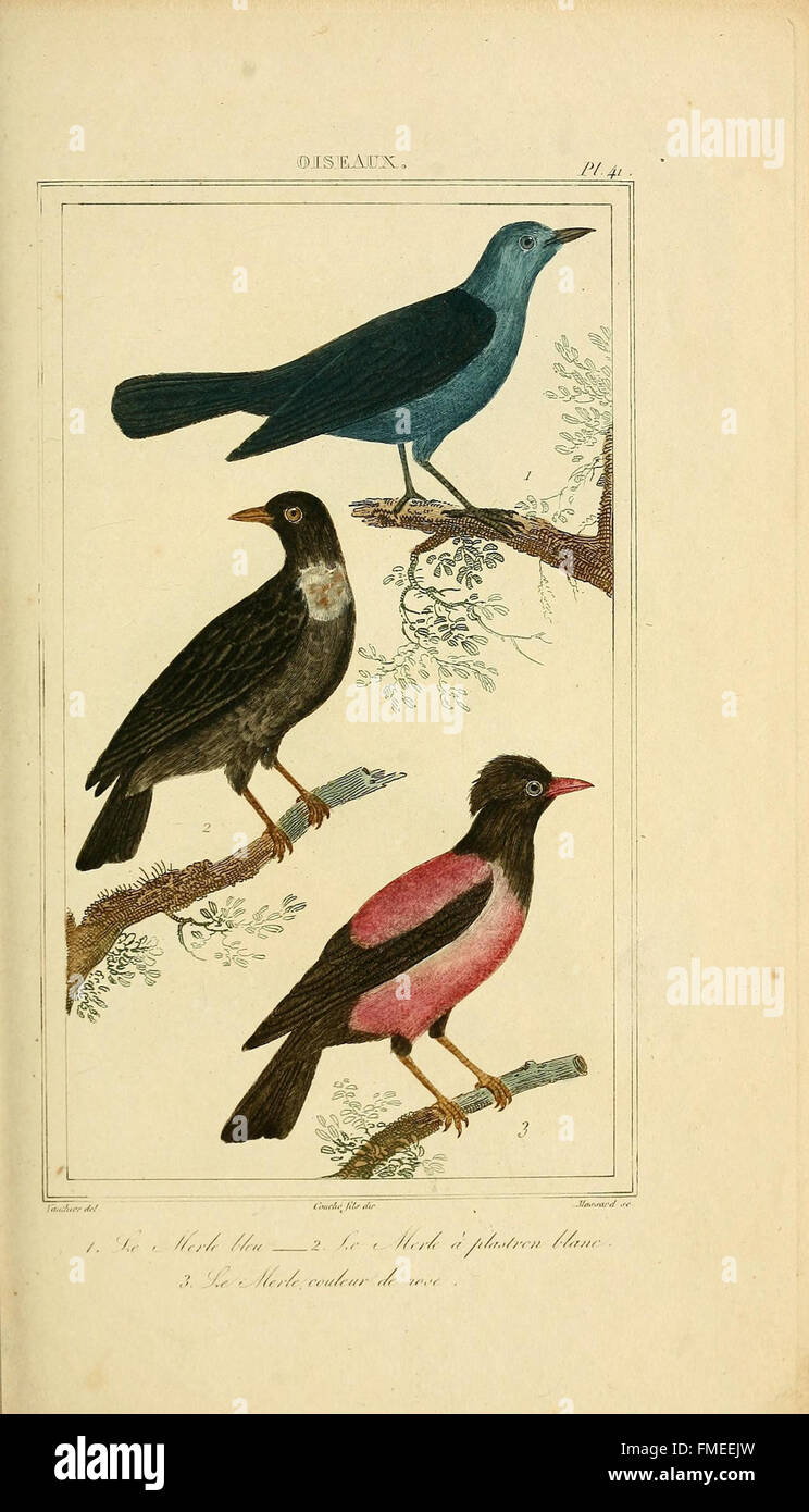 Plate 43 from the 'Oeuvres Completes de Buffon' features detailed ...