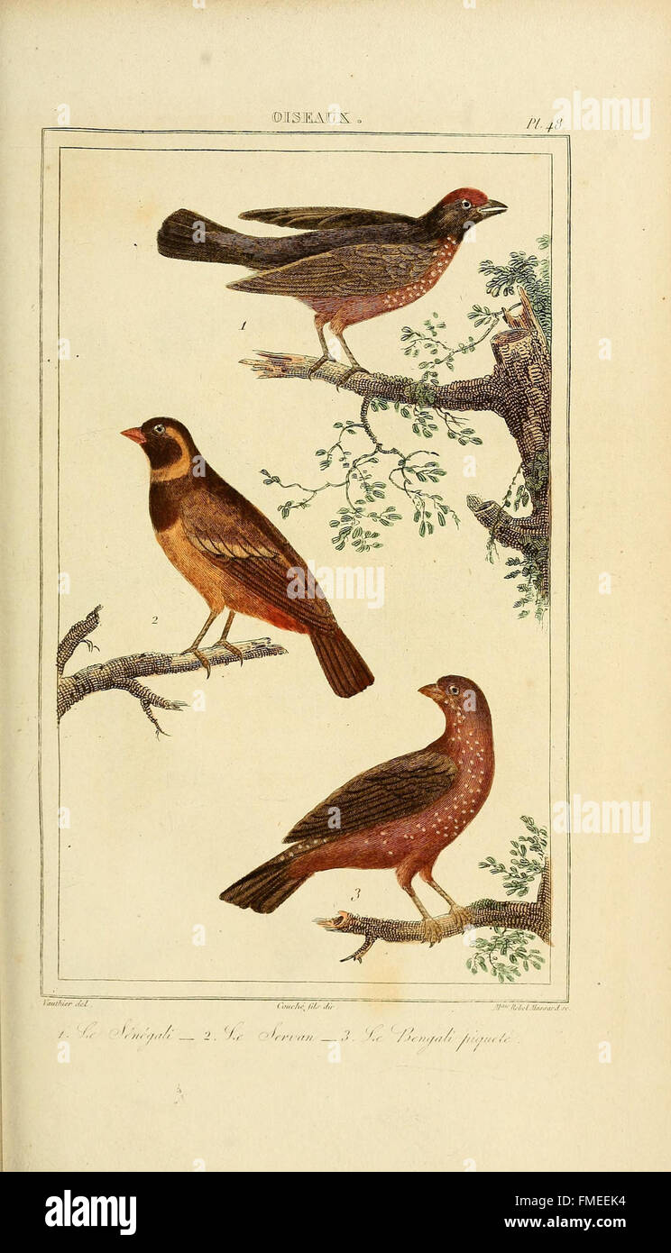 Plate 49 from 'Oeuvres Complètes de Buffon' presents detailed ...