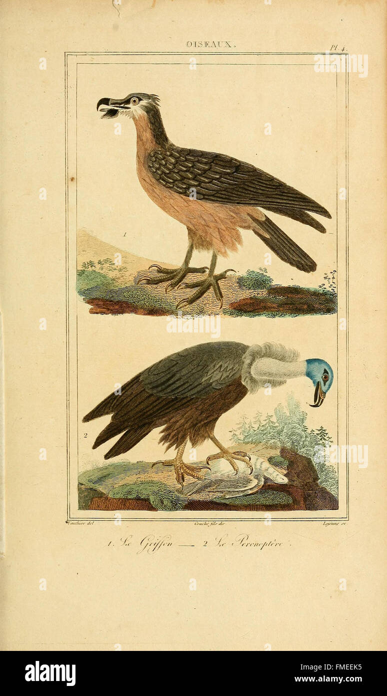 Plate 5 from 'Oeuvres completes de Buffon' features a detailed ...