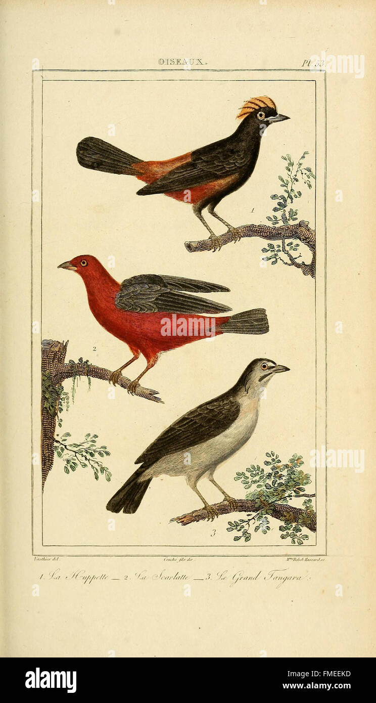 Plate 54 from *Oeuvres Completes de Buffon* features a series of ...