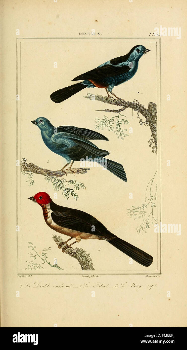 Plate 56 from 'Oeuvres completes de Buffon' presents detailed ...