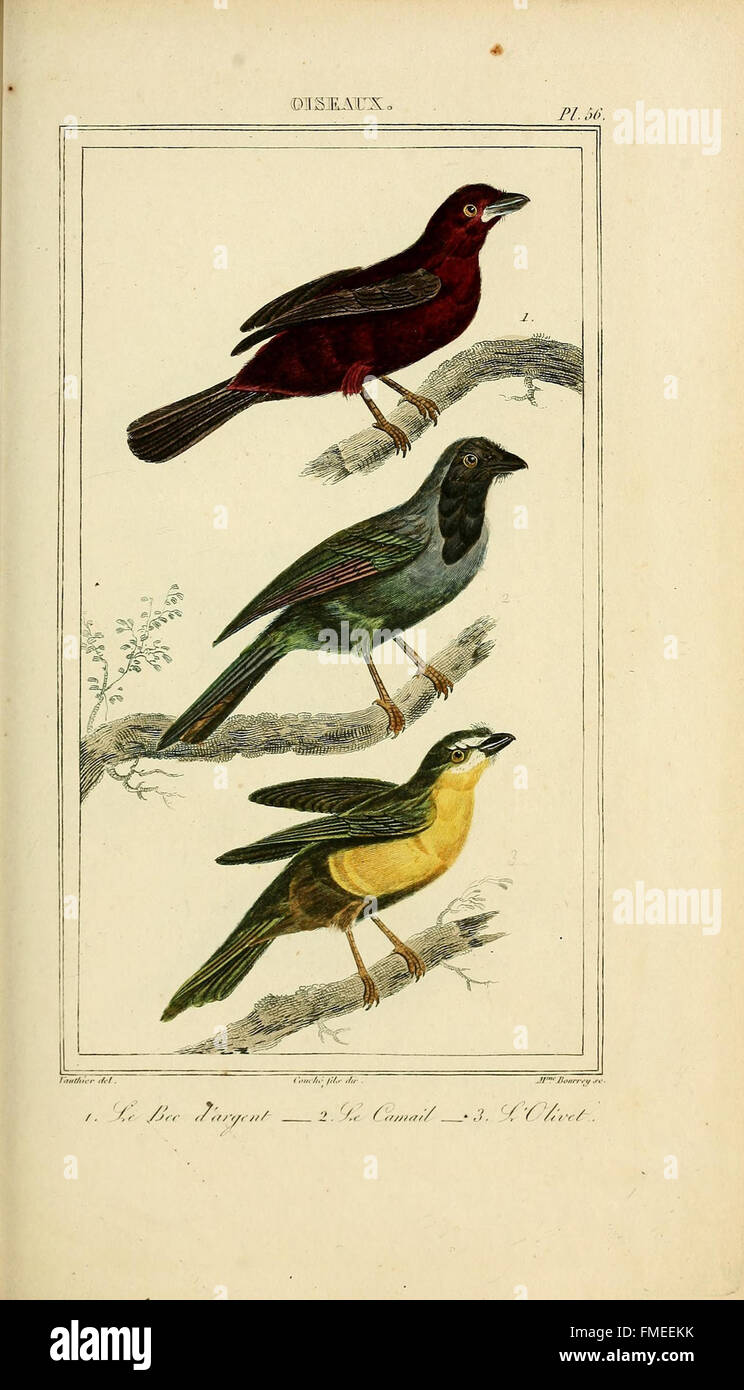 'Oeuvres Completes de Buffon' (Plate 57) is part of the complete works ...