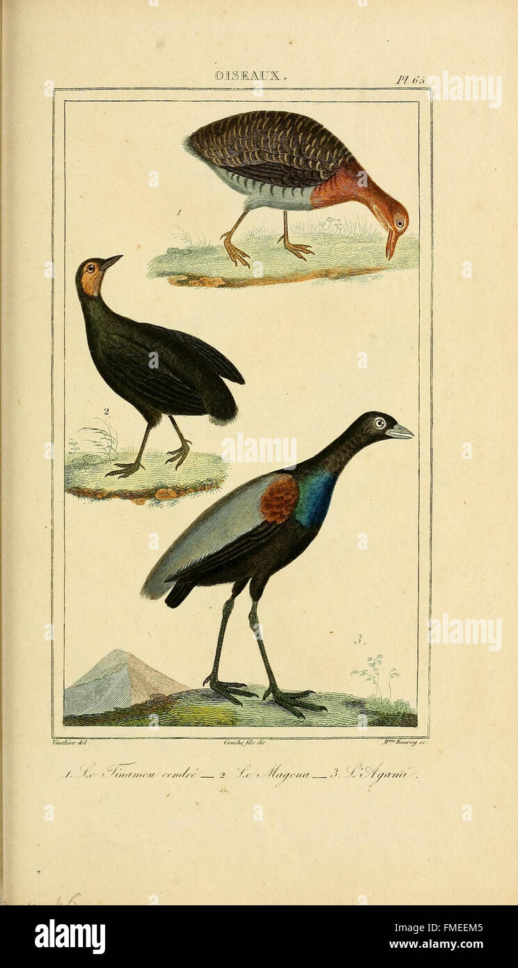 Plate 66 from *Oeuvres Completes de Buffon* features detailed ...