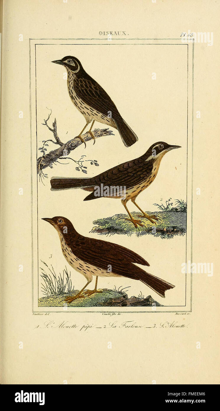 Plate 69 from 'Oeuvres Complètes de Buffon' offers a depiction of ...