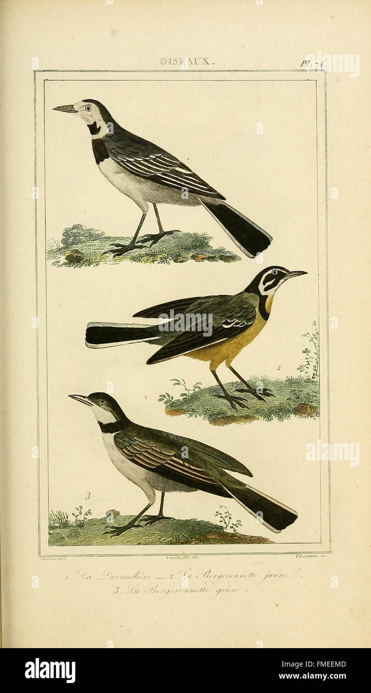 Plate 73 from 'Oeuvres Complètes de Buffon' features Buffon’s extensive ...