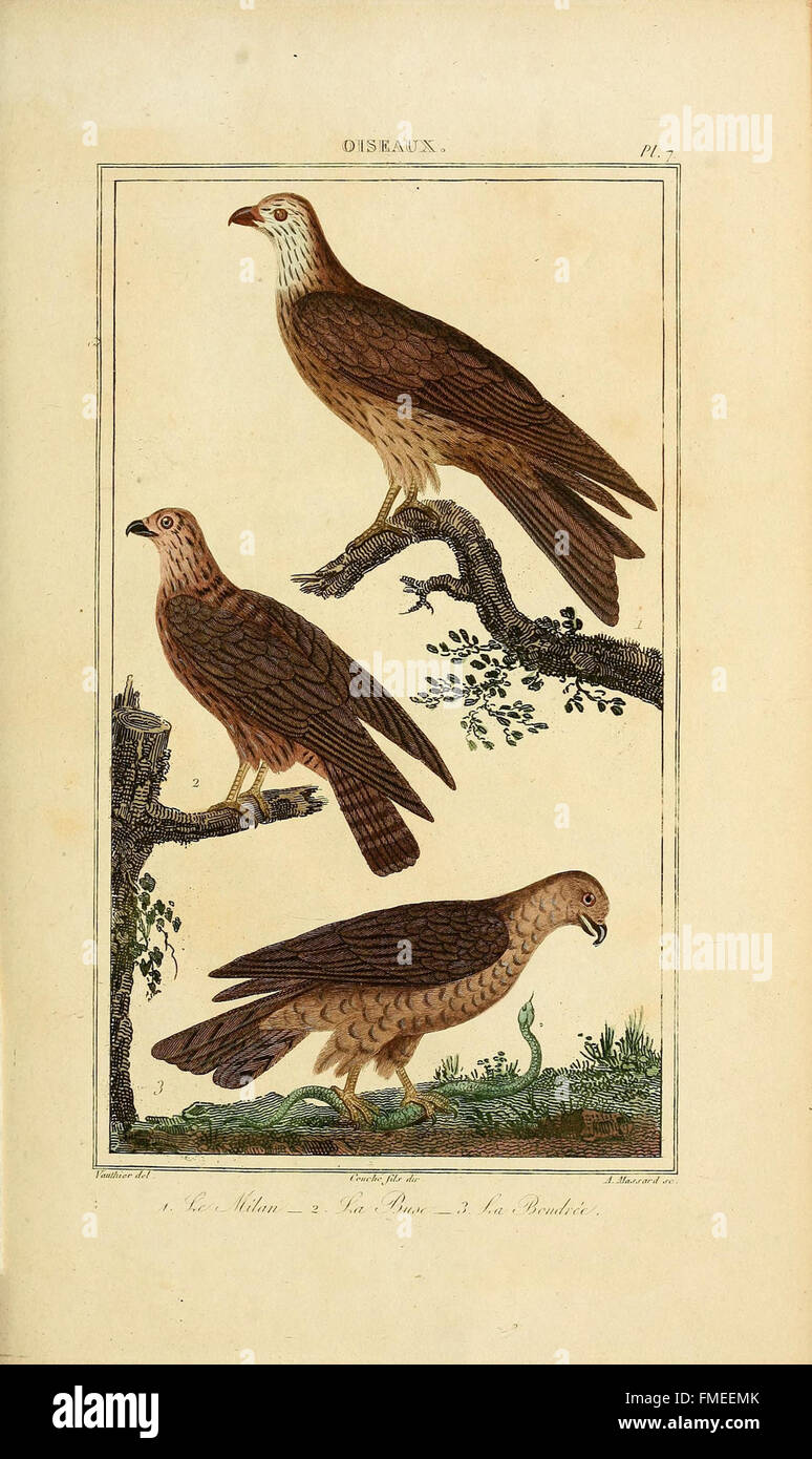 Plate 8 from *Oeuvres Completes de Buffon* presents an illustration of ...