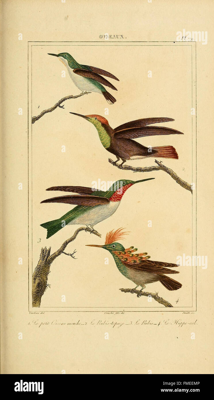 Plate 80 in Oeuvres Complètes de Buffon illustrates various animal ...