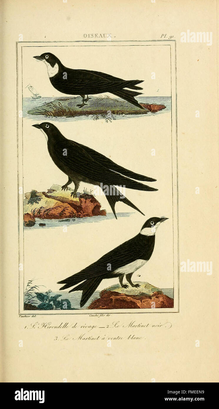 Plate 91 from 'Oeuvres Completes de Buffon' features an illustration of ...