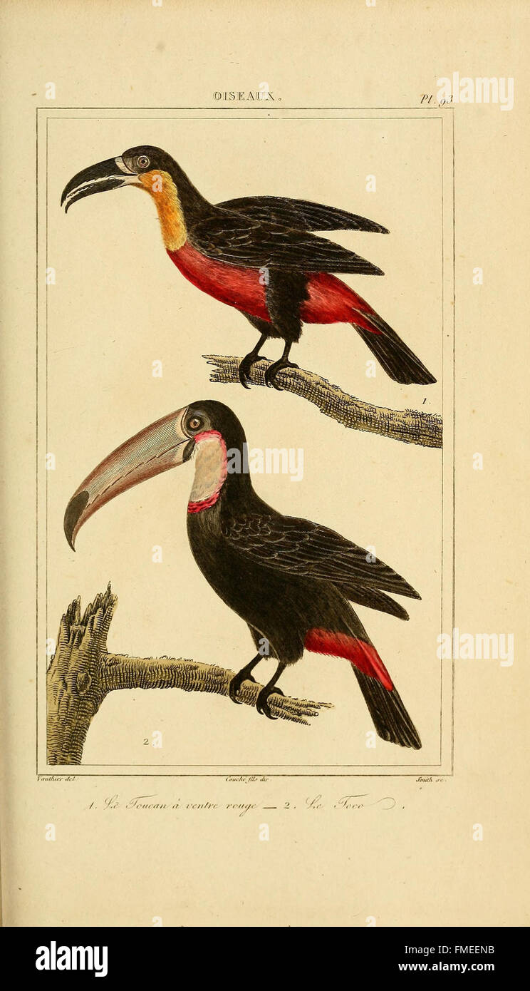 Plate 93 from 'Oeuvres Completes de Buffon' features a detailed ...