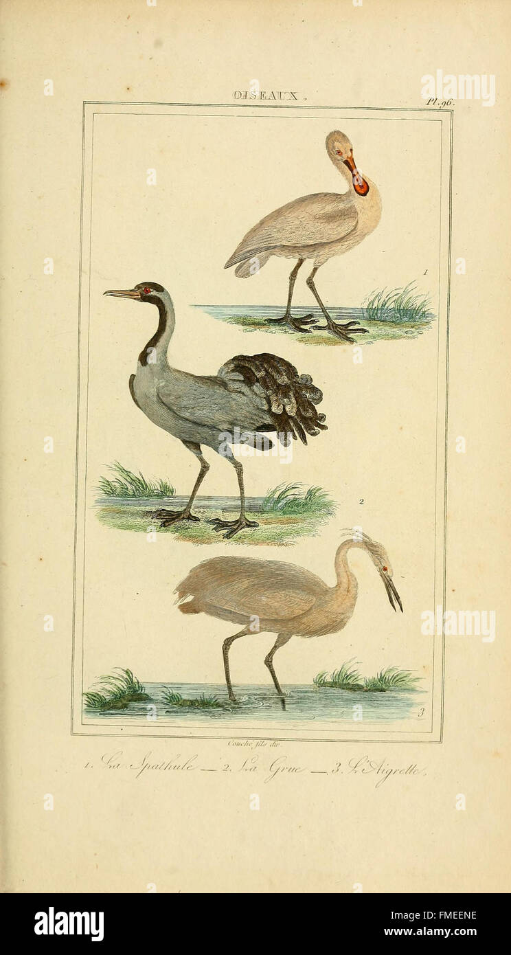 Plate 96 from *Oeuvres Complètes de Buffon* presents illustrations from ...