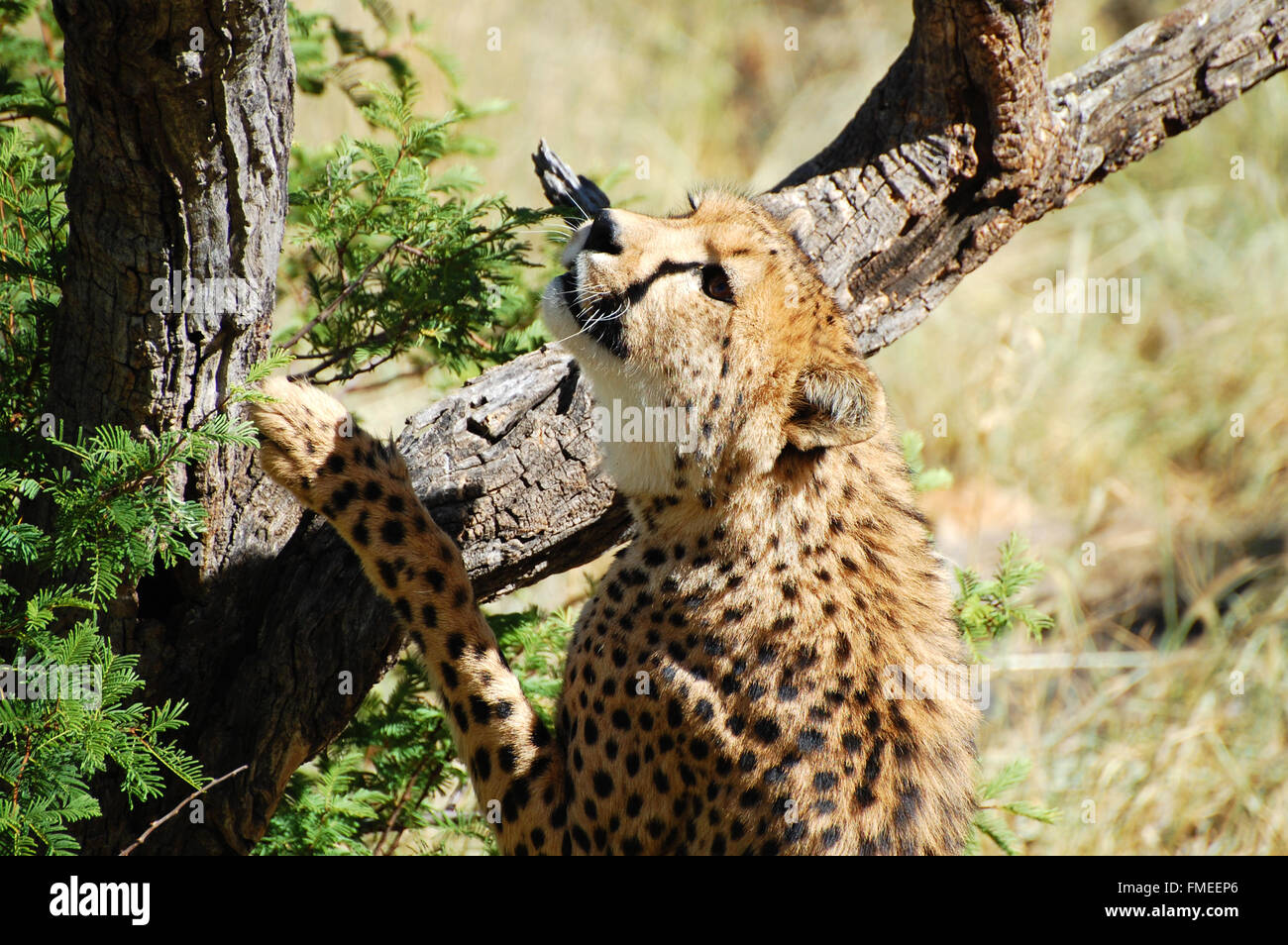 Cheetah - Namibia Stock Photo - Alamy