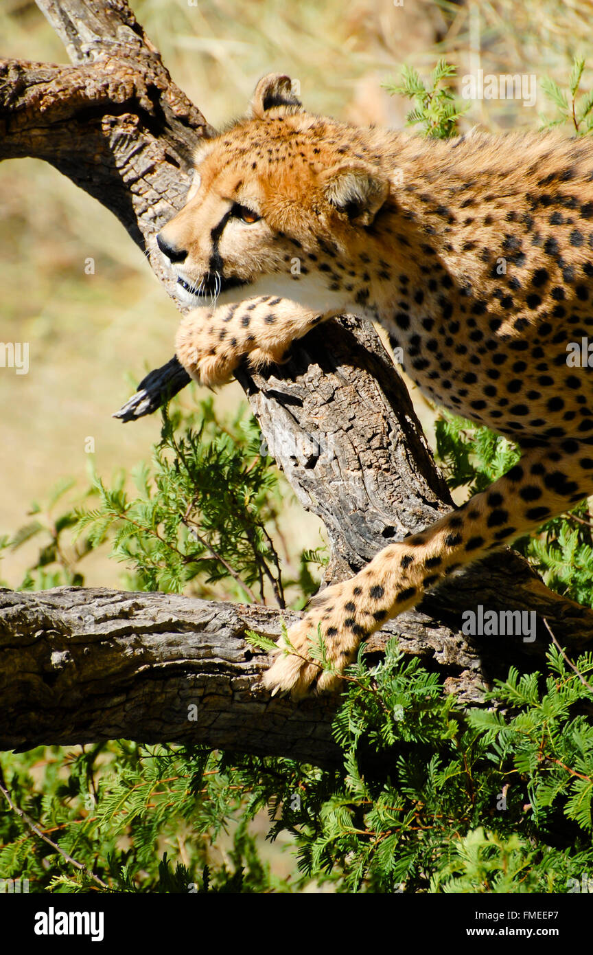 Cheetah - Namibia Stock Photo - Alamy