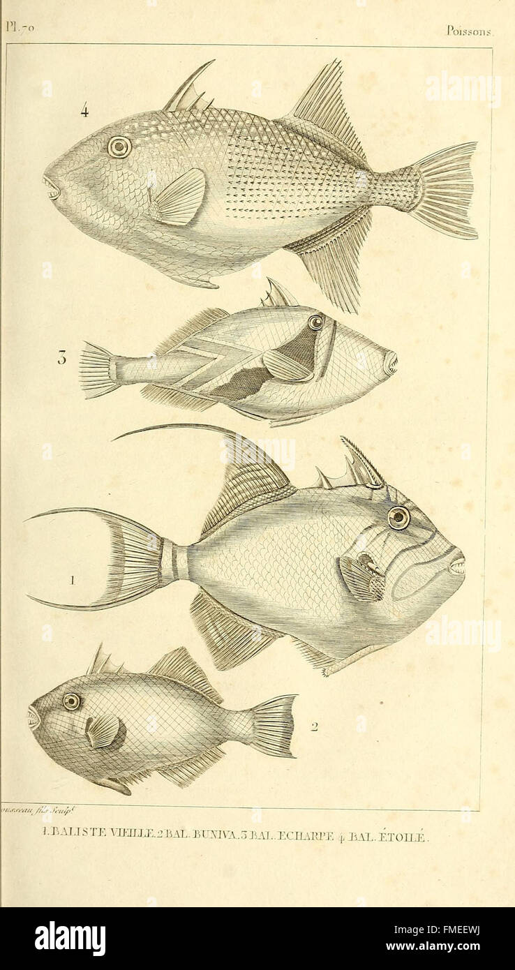 Plate 70 from *Oeuvres du comte de Lacépède* illustrates the works of ...