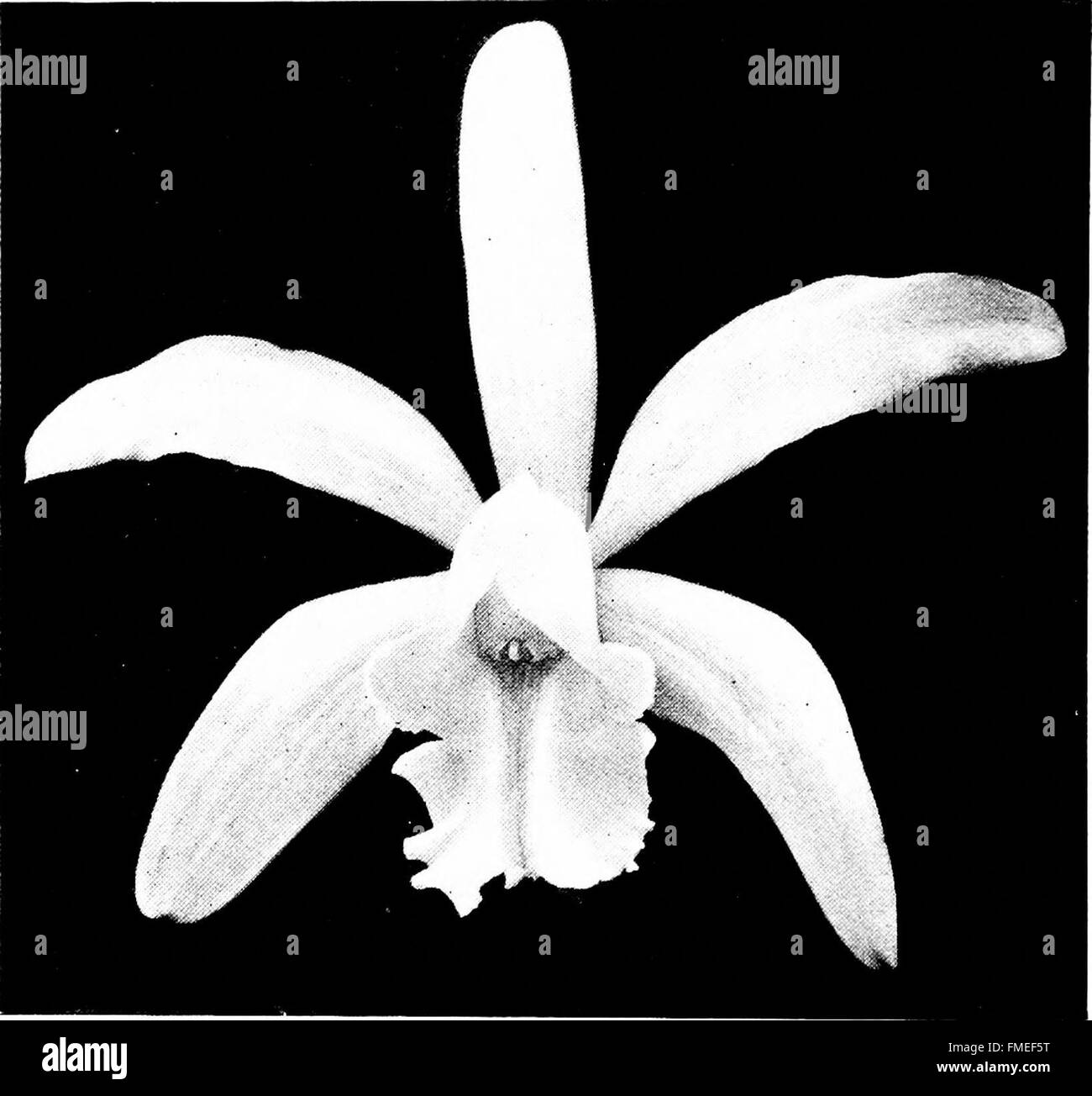 This 1903 guide on orchids covers the cultivation and care of orchid ...