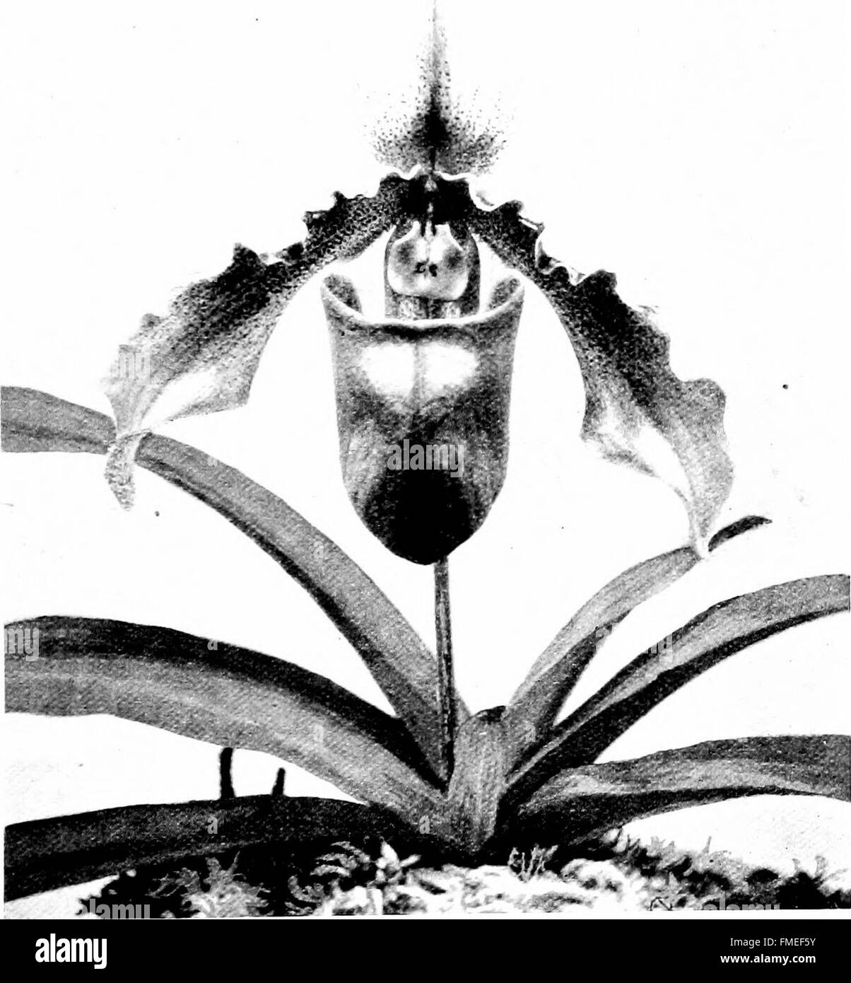This 1903 work explores the cultivation and management of orchids ...