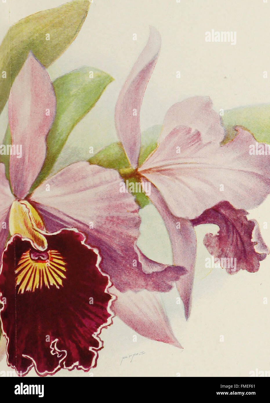 'Orchids: Their Culture and Management' (1903) is a comprehensive guide ...