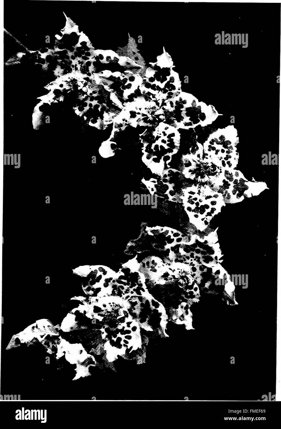 A 1903 guide to orchid cultivation and management, offering practical ...