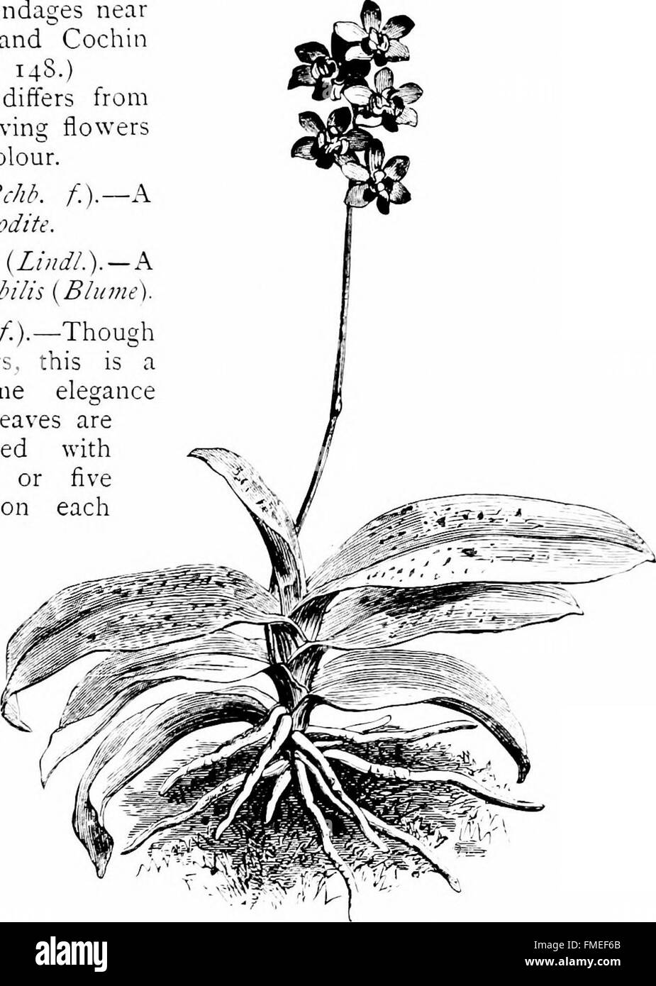 'Orchids: Their Culture and Management' (1903) offers a comprehensive ...