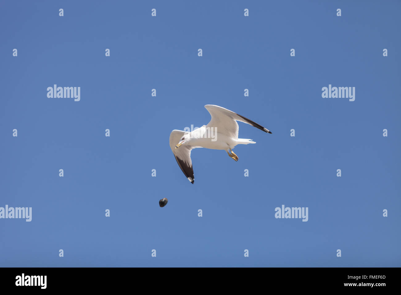 California Gull Larus californicus drops muscle shells at the Bolsa ...